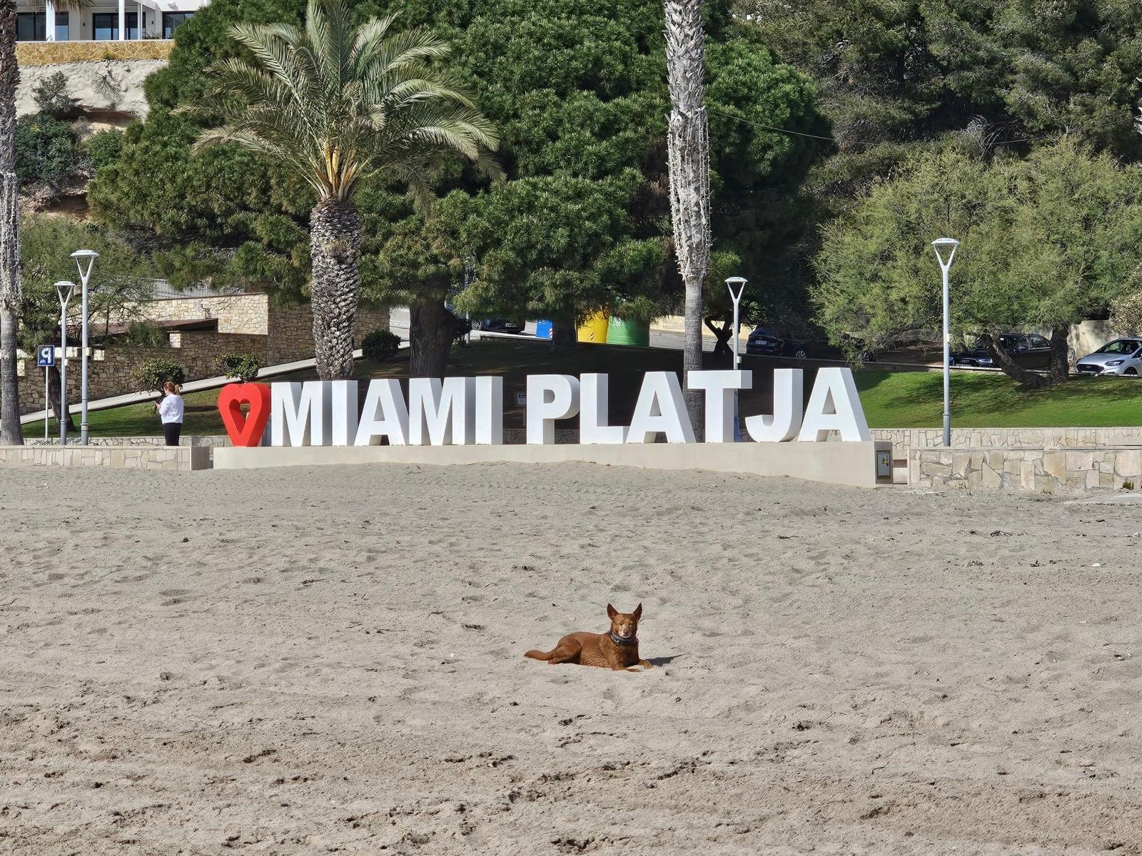 Playa para perros en Miami Playa: vacaciones pet friendly